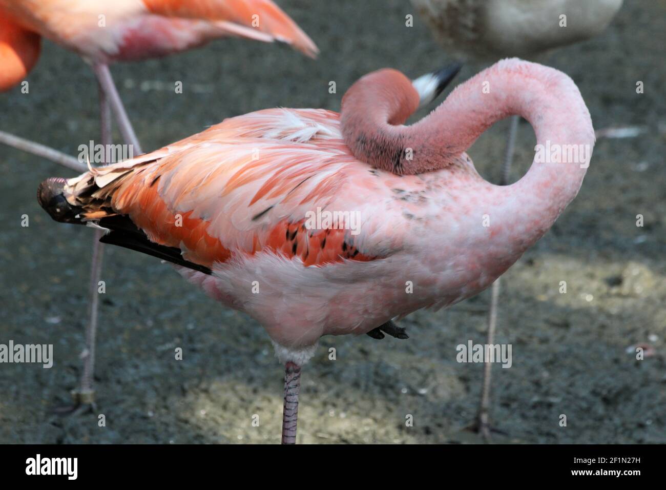 Roter vogel hi-res stock photography and images - Alamy