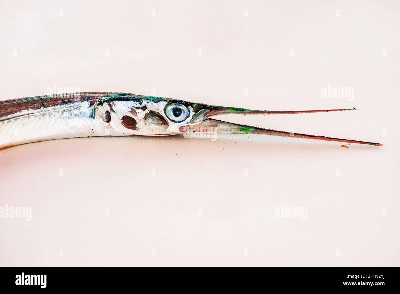 Slender garfish hi-res stock photography and images - Alamy