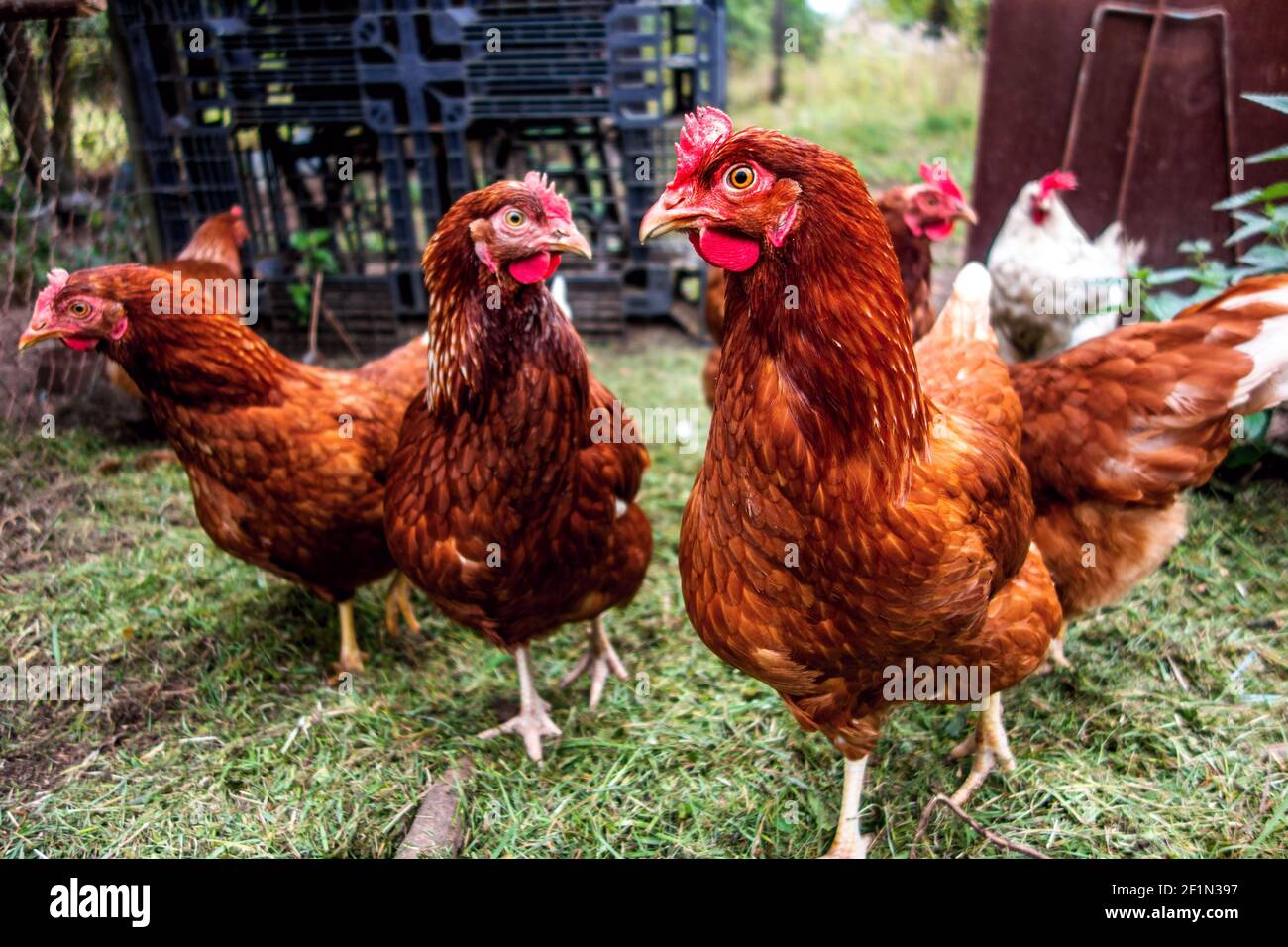 Domestic brown hens in backyard hi-res stock photography and images - Alamy