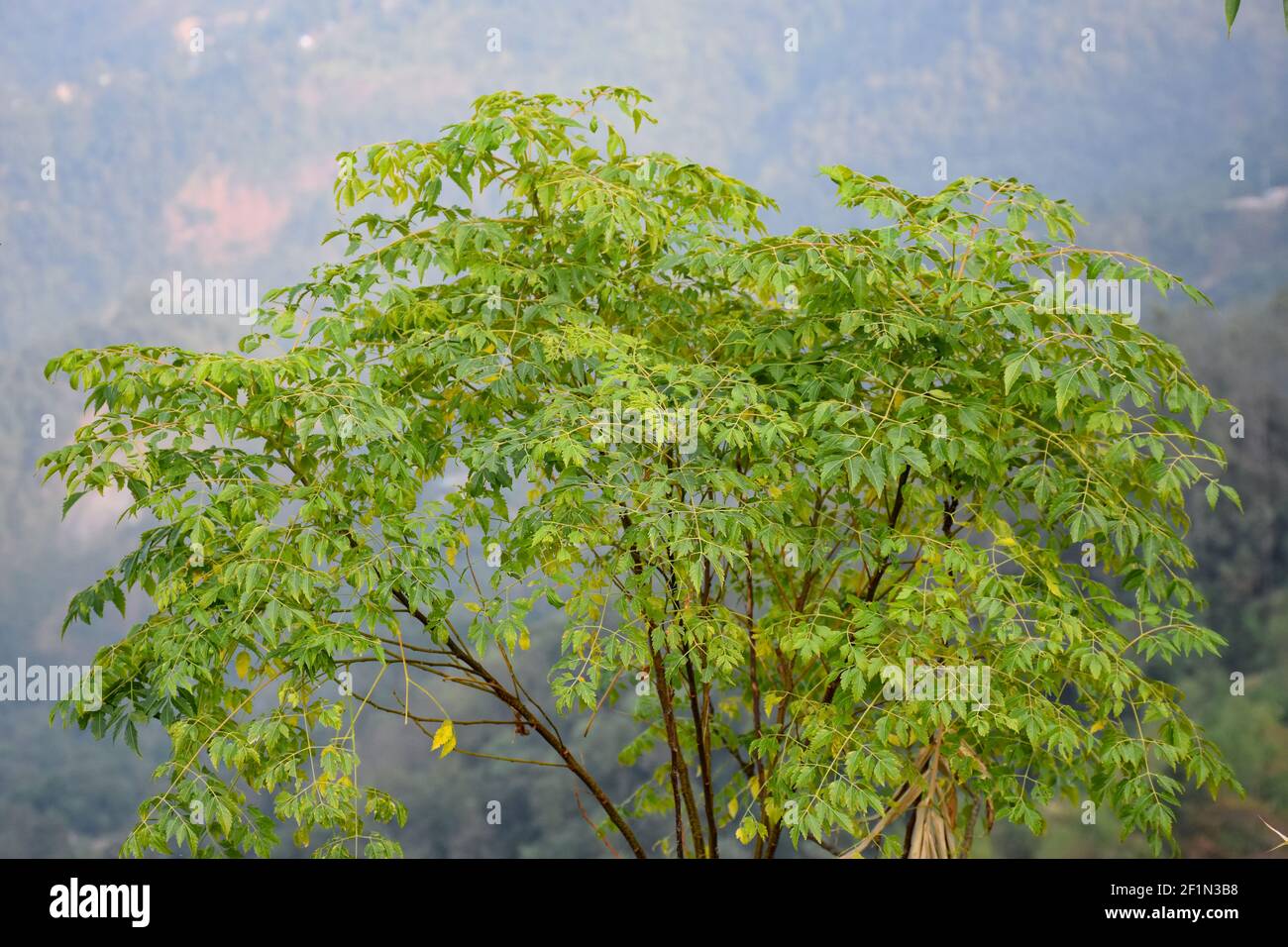 Beautiful Green Tree top in Himalayan Mountain Stock Photo - Alamy