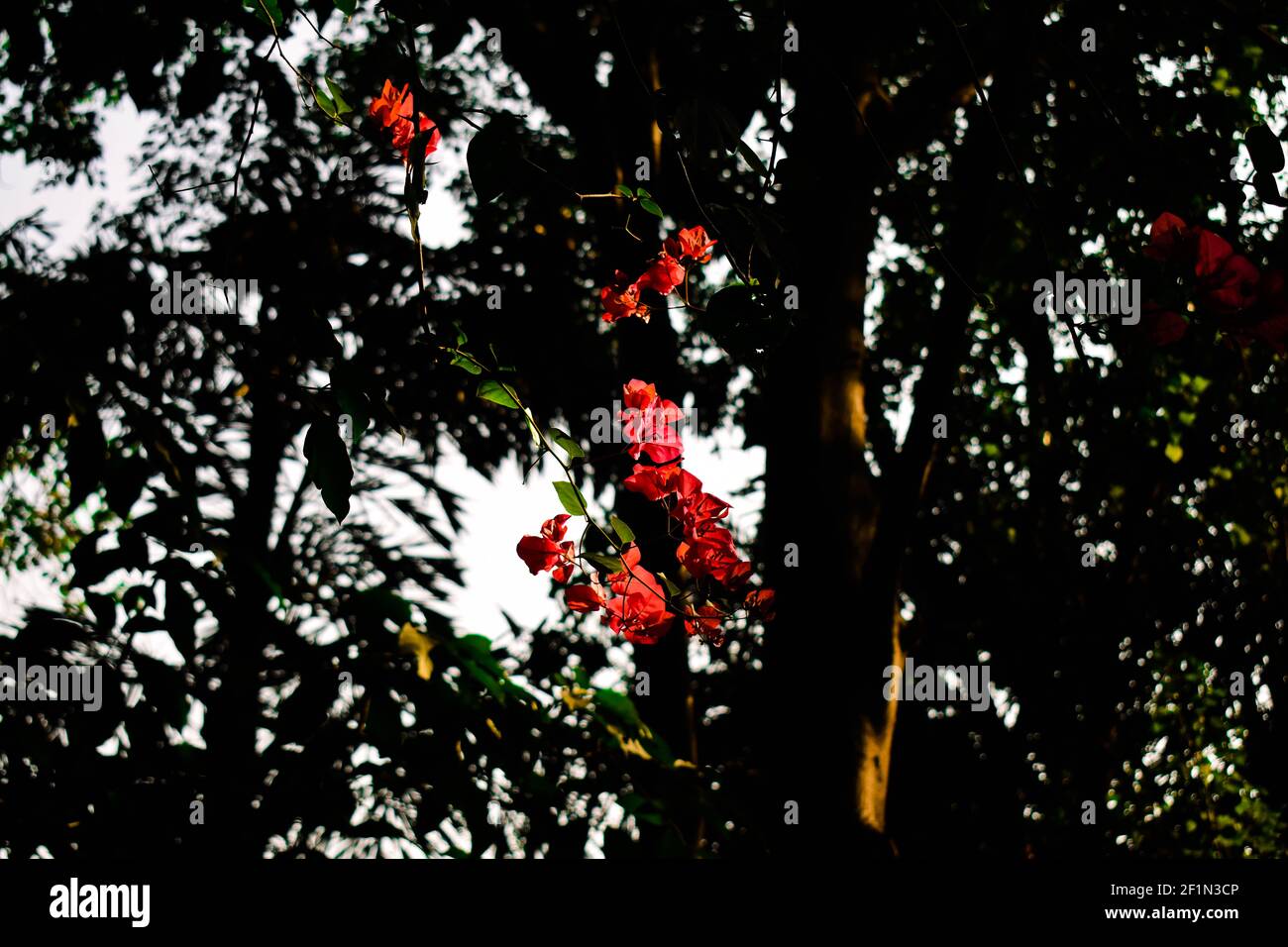 Reddish pink colored paper flowers in focus with green leaves all ...