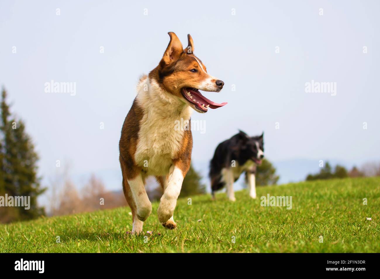 Black border collie hi-res stock photography and images - Alamy