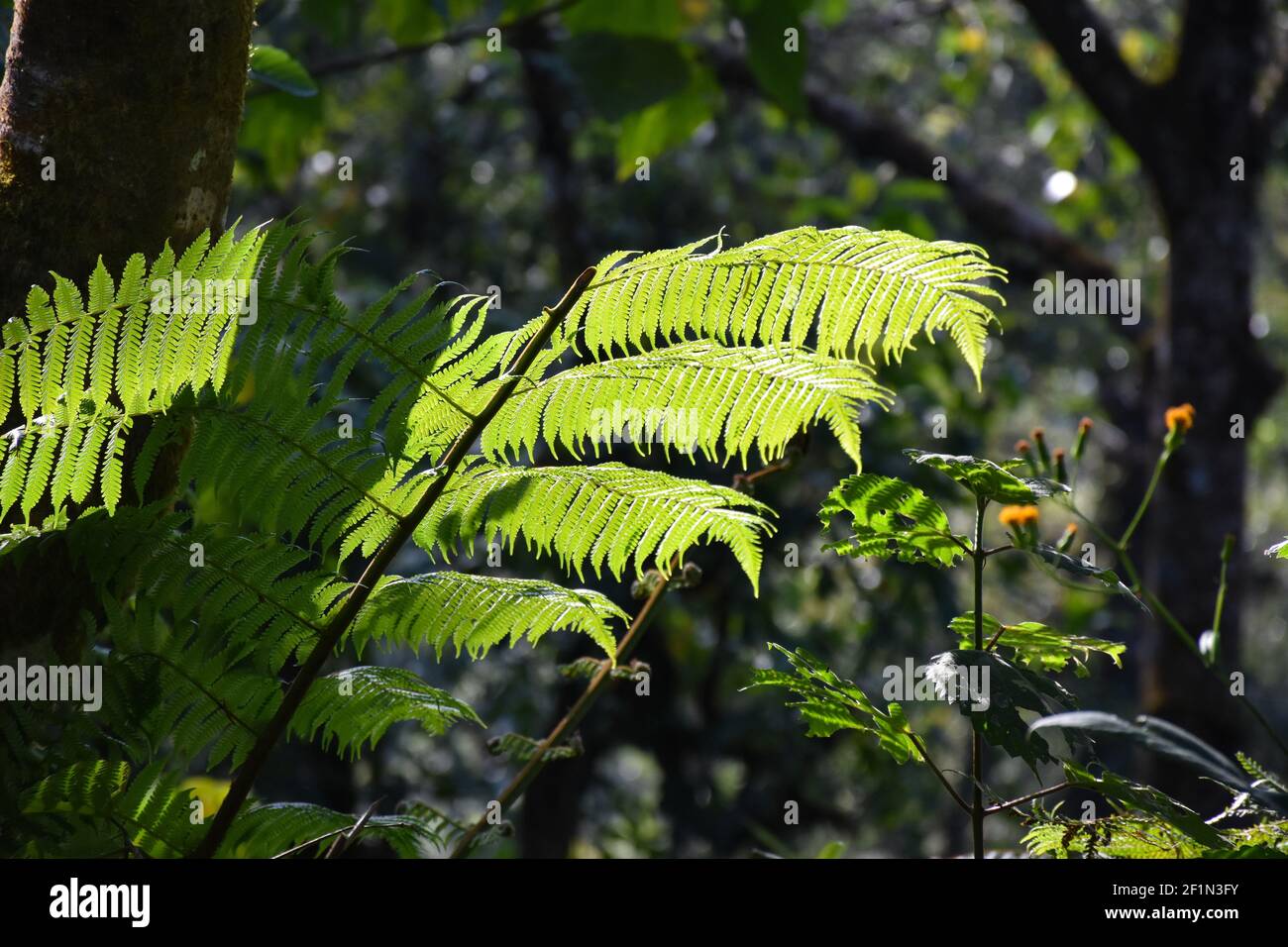 FRESH AND GREEN HIMALAYAN FERN A NATURAL AIR PURIFIER Stock Photo - Alamy