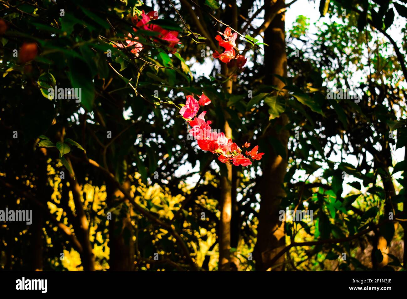 Reddish pink colored paper flowers in focus with green leaves all ...