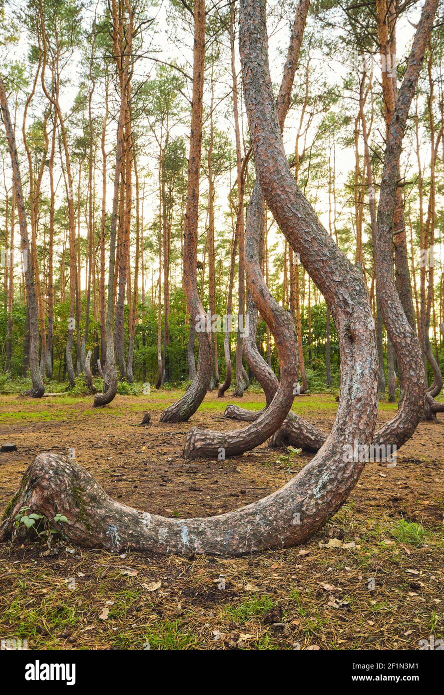 Odd shaped trees hi-res stock photography and images - Alamy