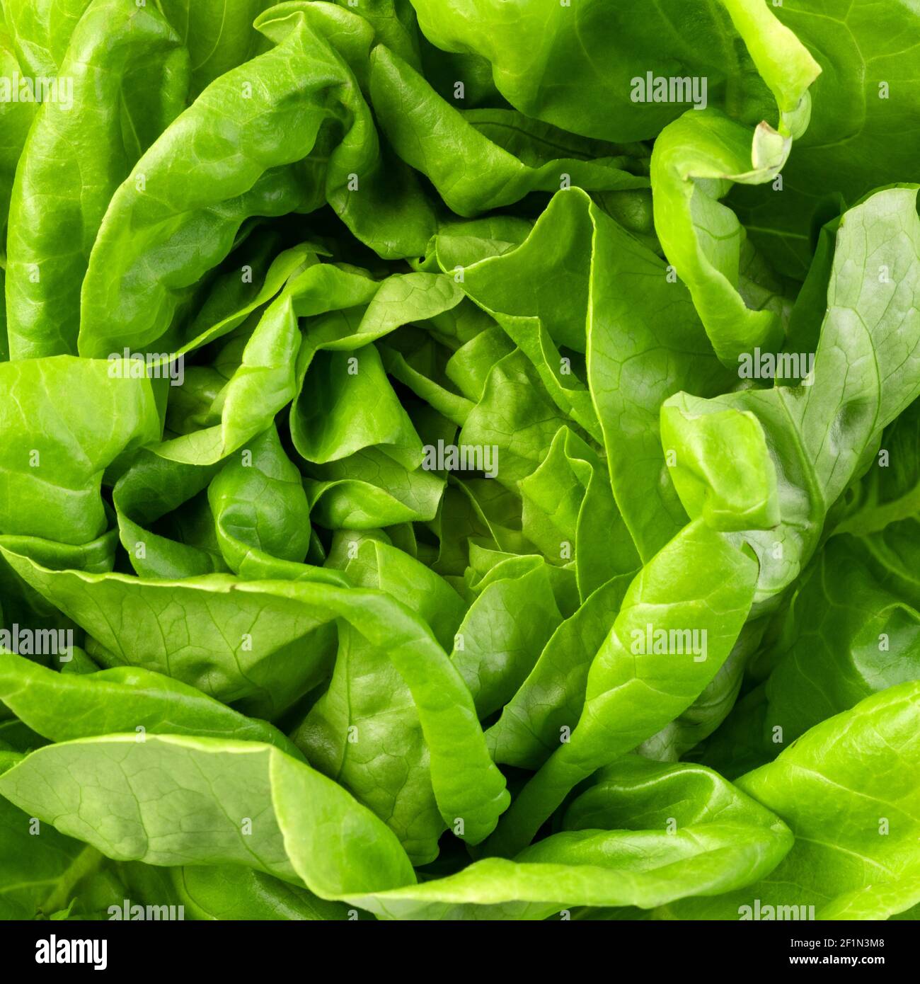 Green butter head hi-res stock photography and images - Alamy