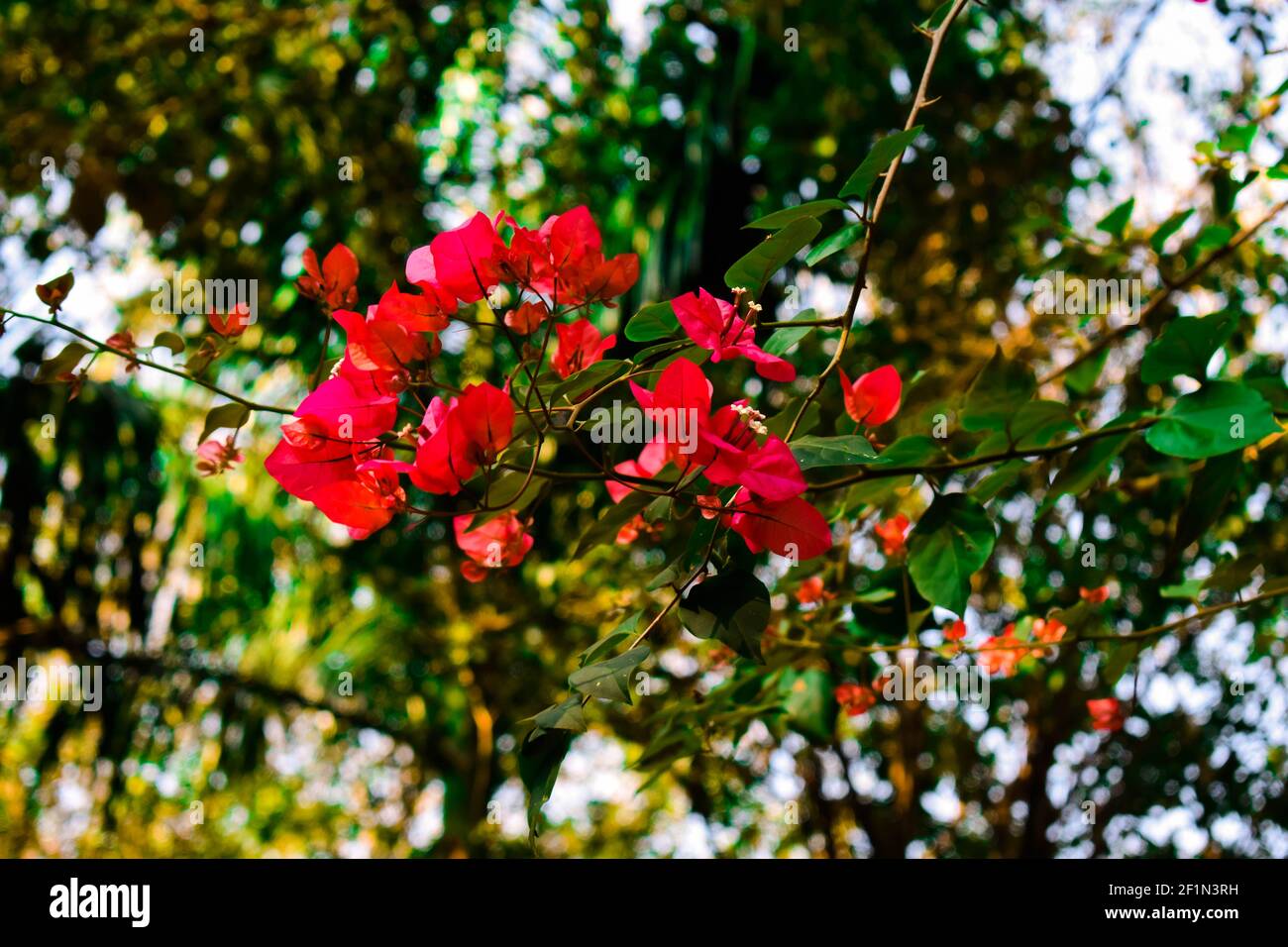 Reddish pink colored paper flowers in focus with green leaves all ...