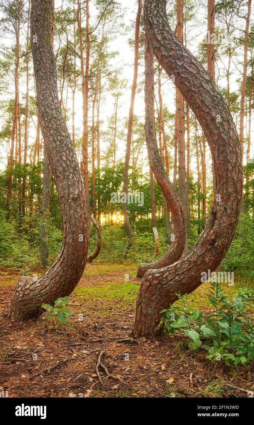 Bent pine trees in Crooked Forest (Krzywy Las) at sunset, Poland Stock ...