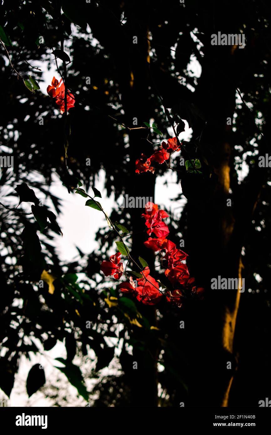Reddish pink colored paper flowers in focus with green leaves all ...