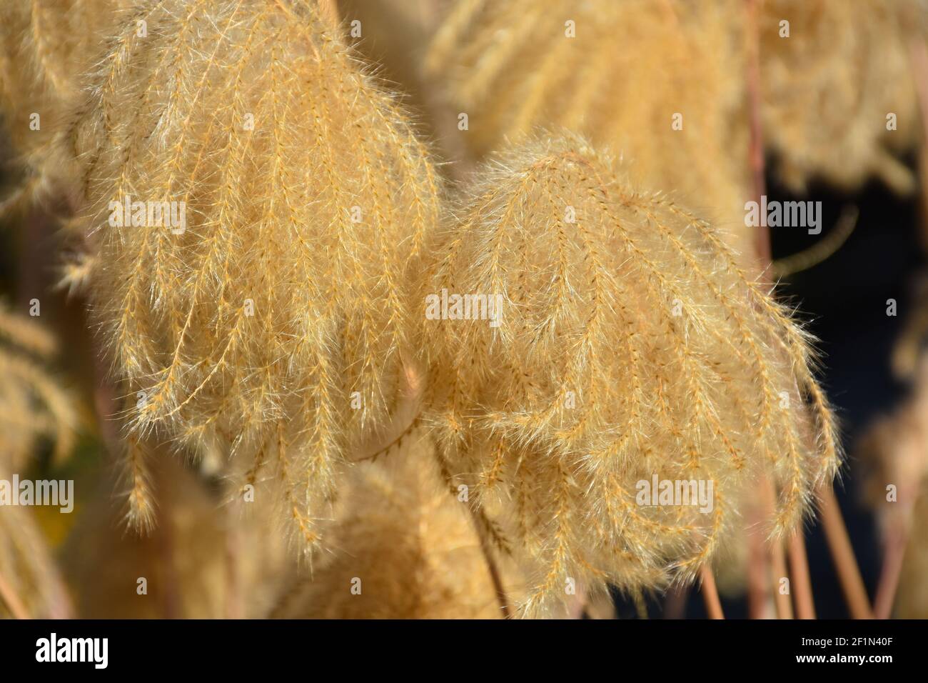 Cattail Fluff With Seed in Himalayan mountain Stock Photo - Alamy