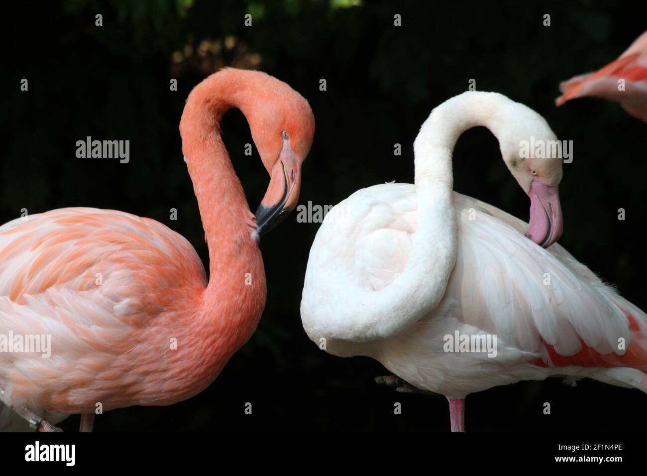 roter Flamingo und Rosaflamingo Stock Photo - Alamy