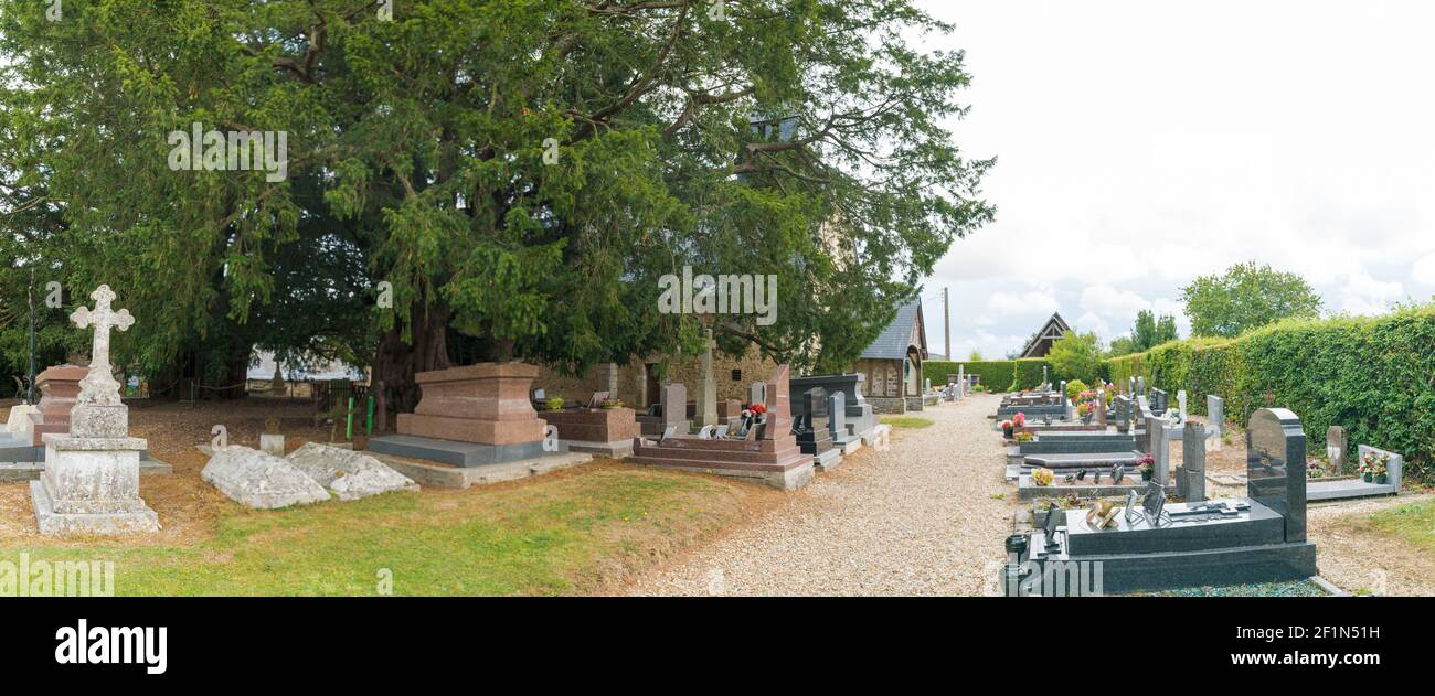 Panorama view of the cemetery and famous giant old yew trees at La Haye ...