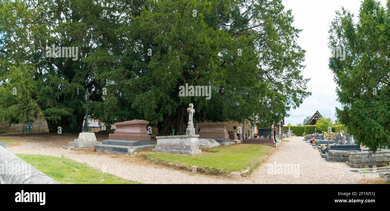 Panorama view of the cemetery and famous giant old yew trees at La Haye ...