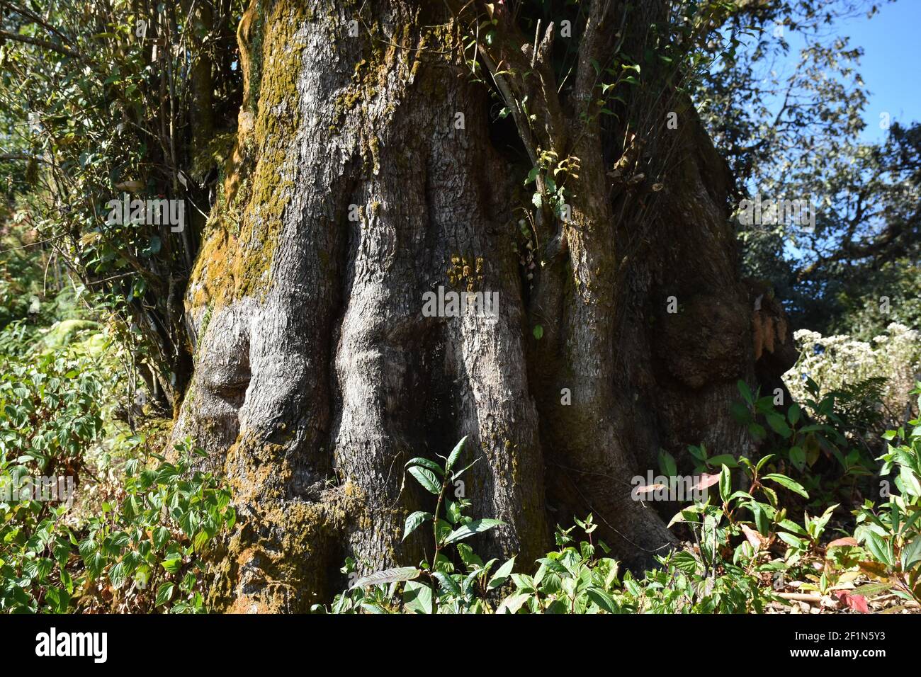 Giant tree trunk with huge girth bottom Stock Photo - Alamy
