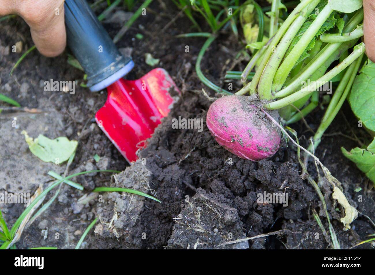 a hand grown radish from the organic garden Stock Photo - Alamy