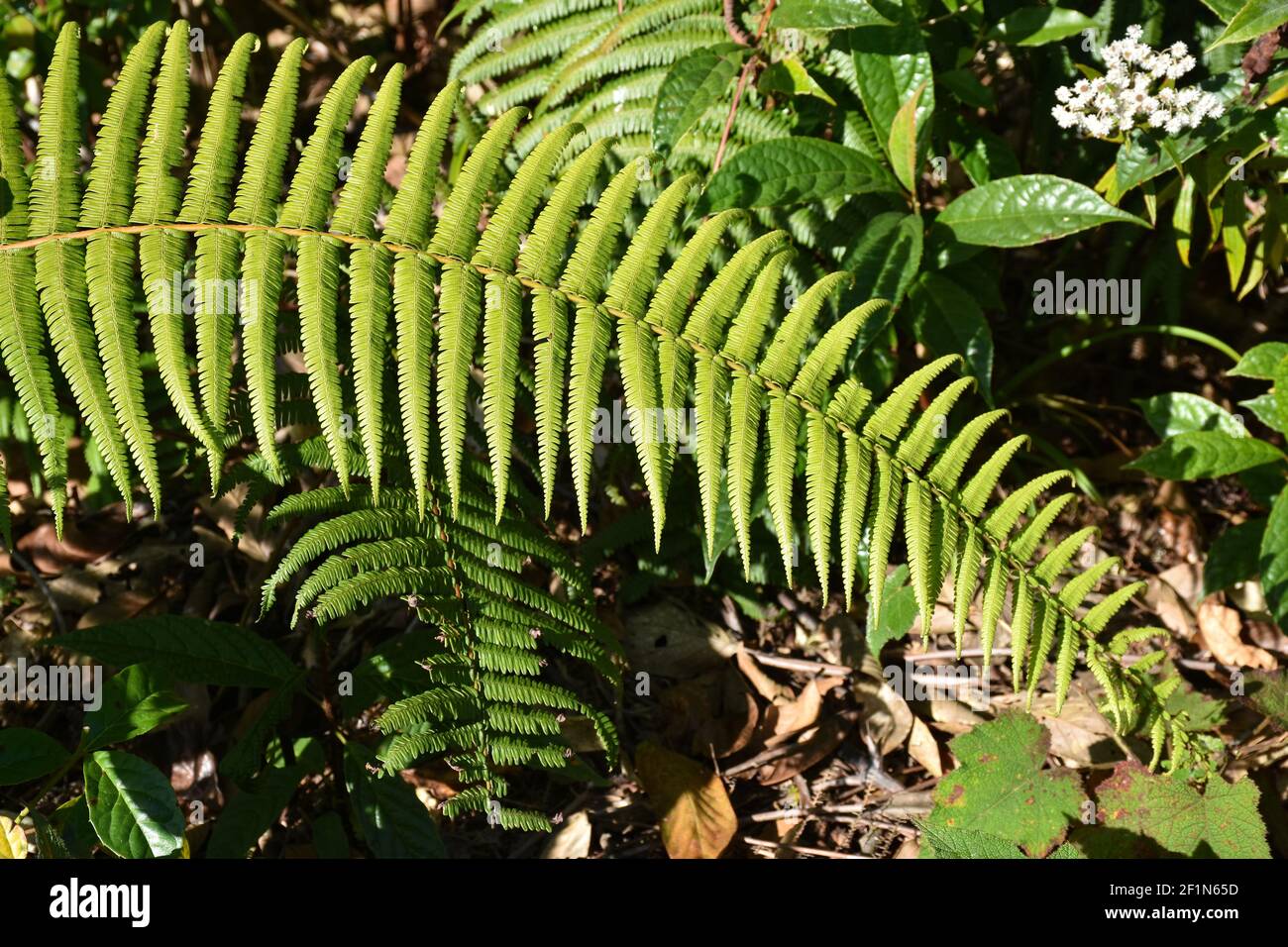 Green folios hi-res stock photography and images - Alamy