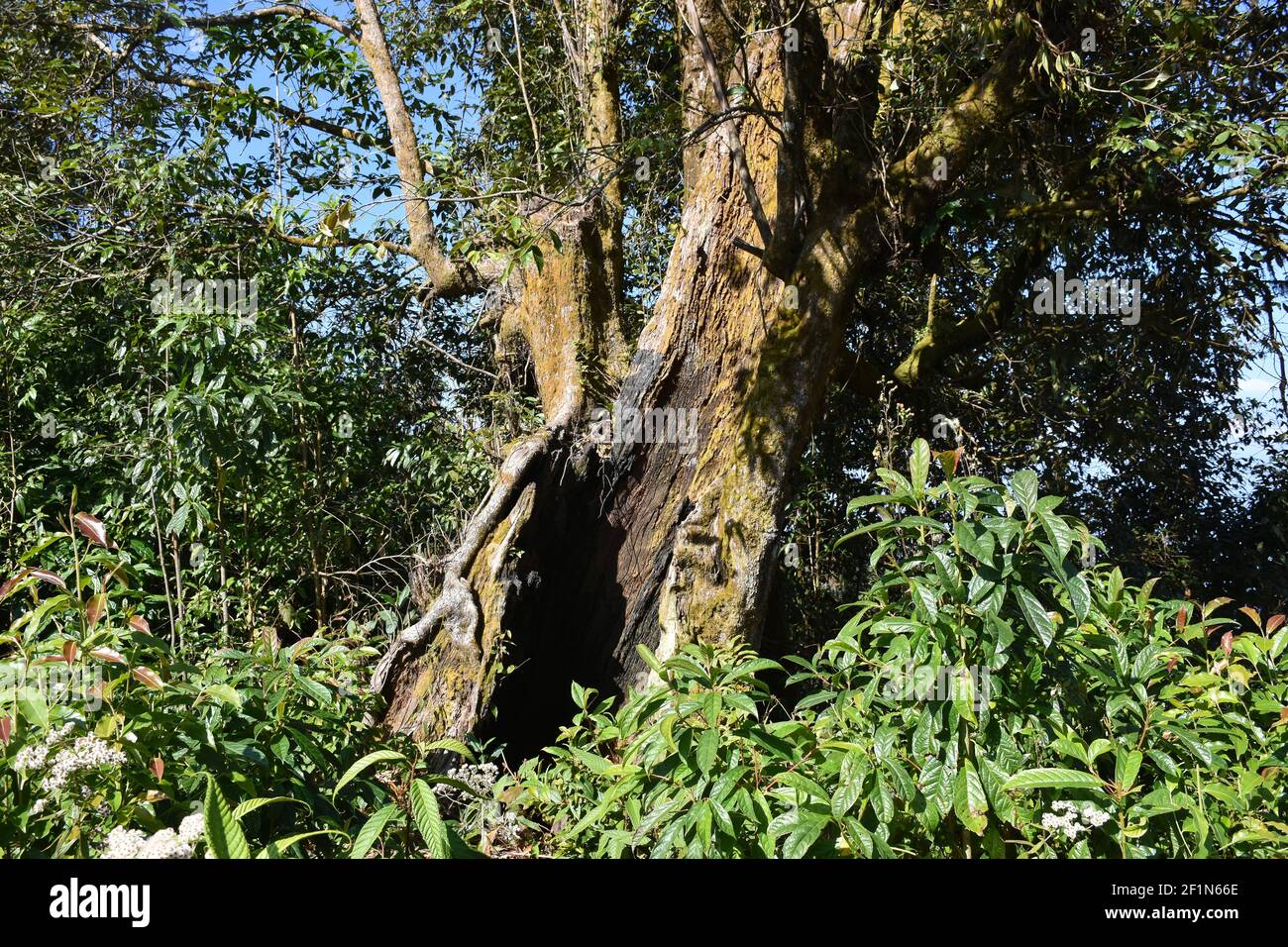 Burnt tree trunk hi-res stock photography and images - Alamy