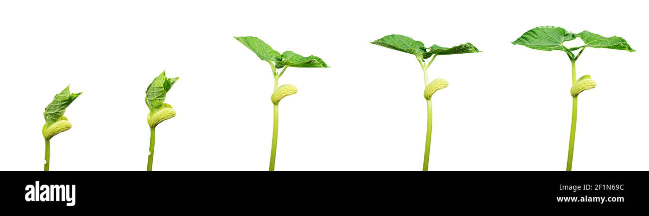 Young plant growing Stock Photo - Alamy