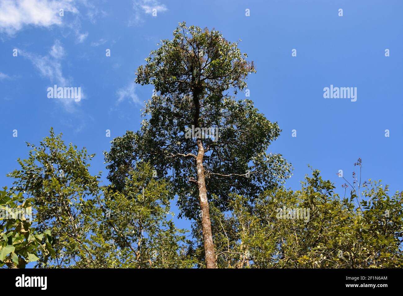 Himalayan forest aerial hi-res stock photography and images - Alamy