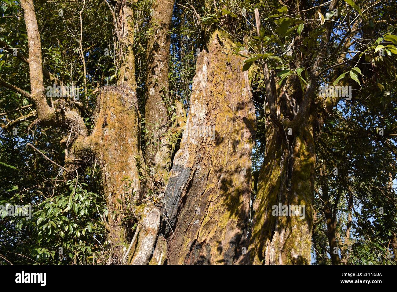 Rotten Standing Tree Trunk Stock Photo - Alamy