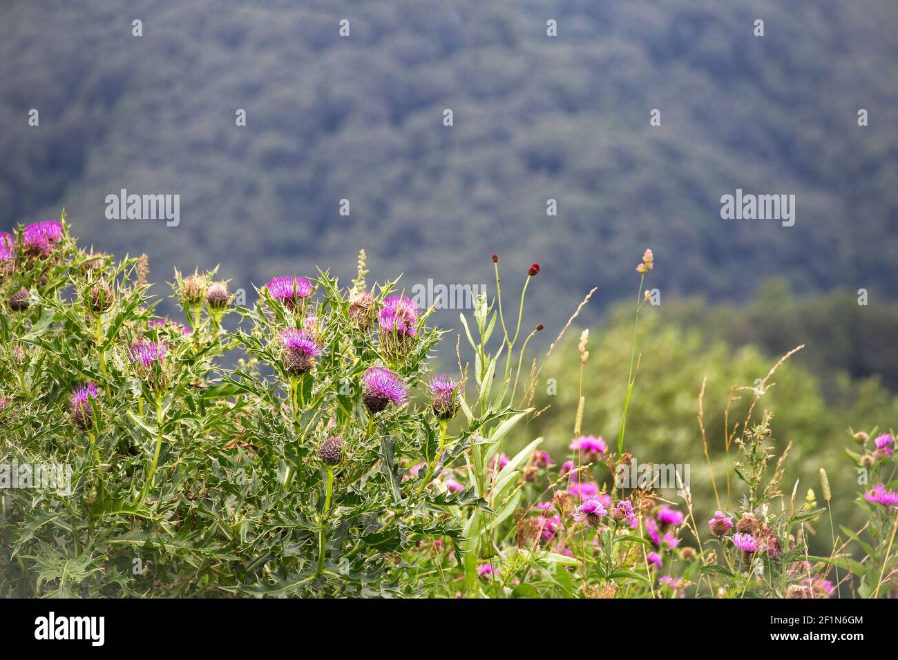 Field with wild-growing Silybum marianum Milk Thistle , Medicinal ...