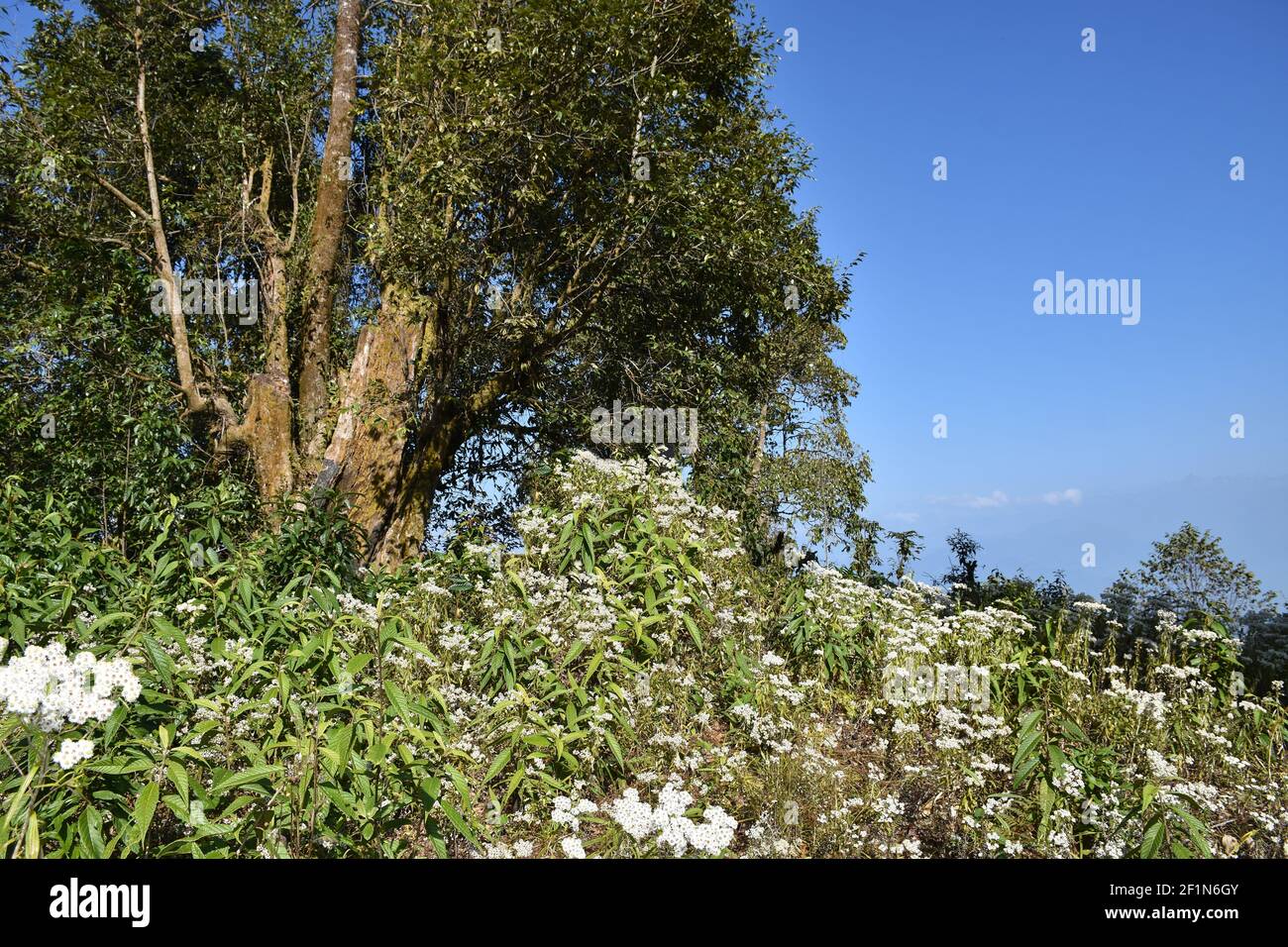 Beautiful big tree hi-res stock photography and images - Alamy