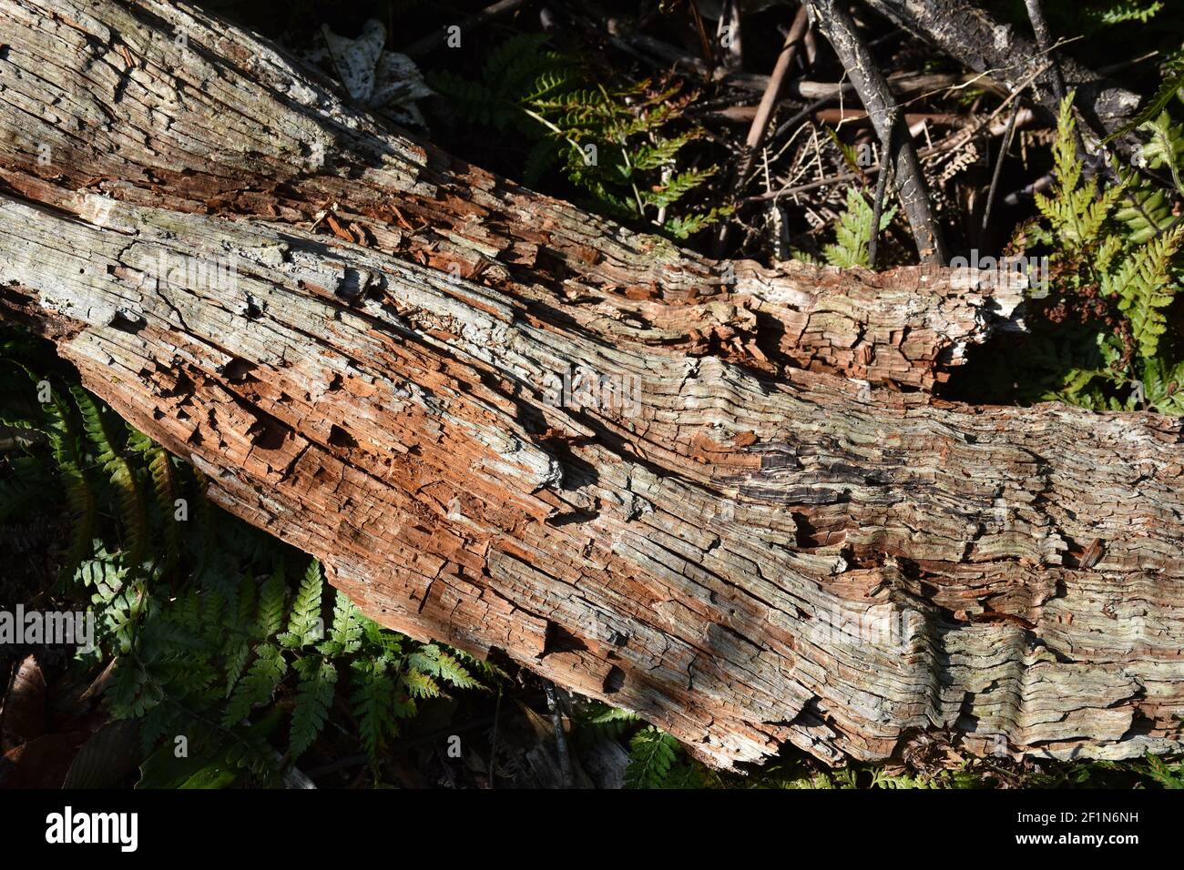 Rotten Trunk with Brown and red wood fiber Stock Photo - Alamy