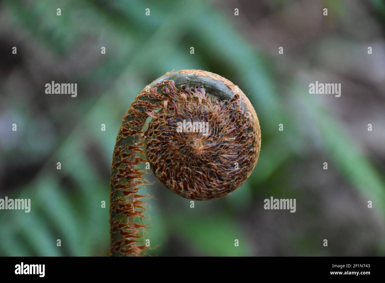 Fern Head High Resolution Stock Photography and Images - Alamy
