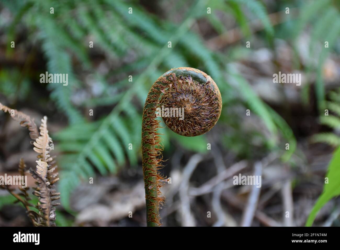 curly Fiddle-head of fern with brown whisker Stock Photo - Alamy