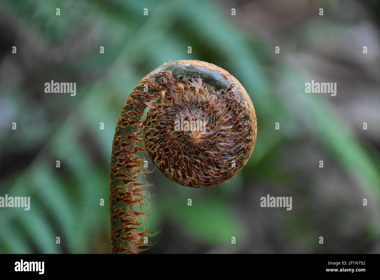 Fern Head High Resolution Stock Photography and Images - Alamy