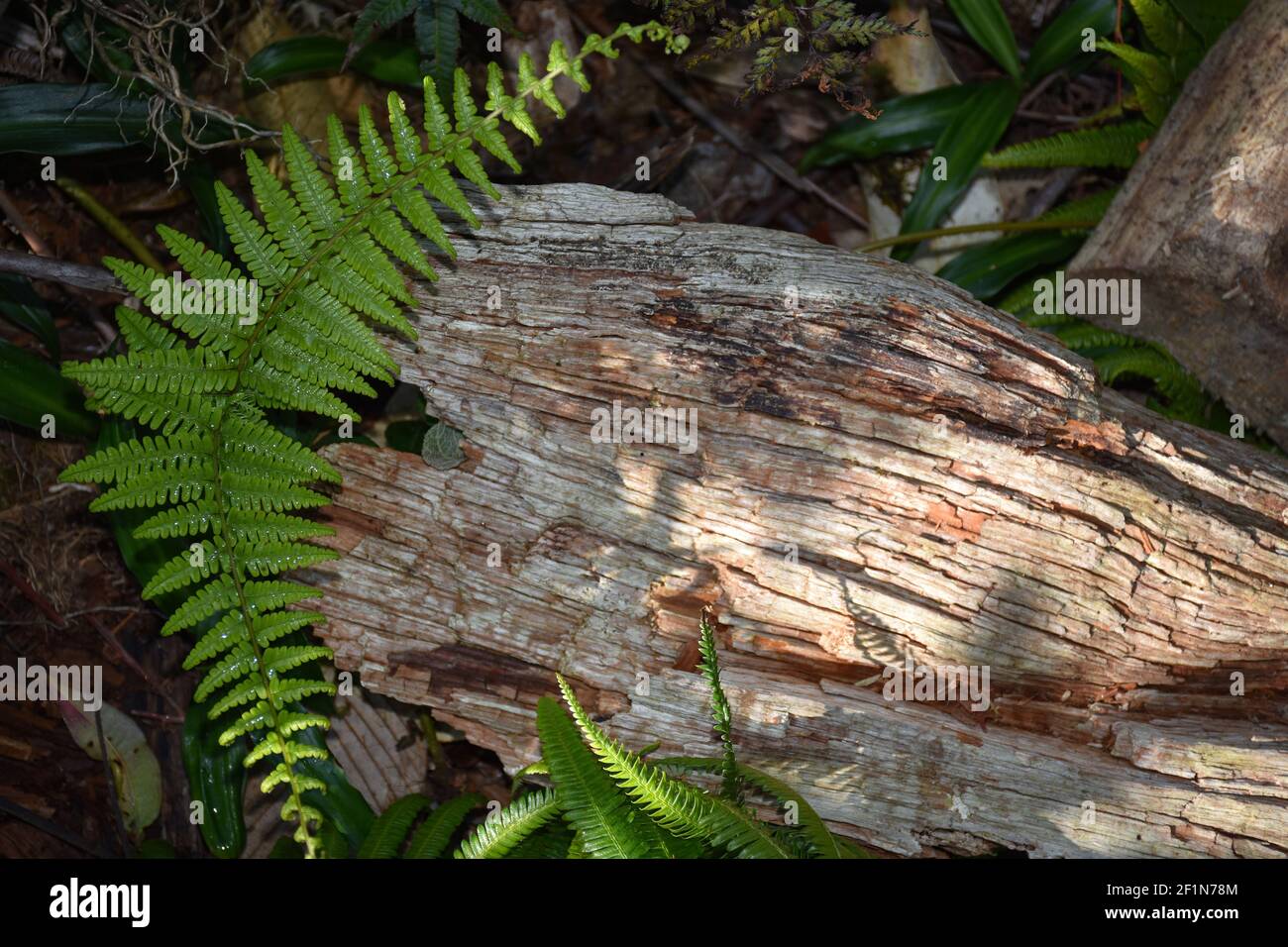 FRESH AND GREEN HIMALAYAN FERN and ROTTEN LOG Stock Photo - Alamy