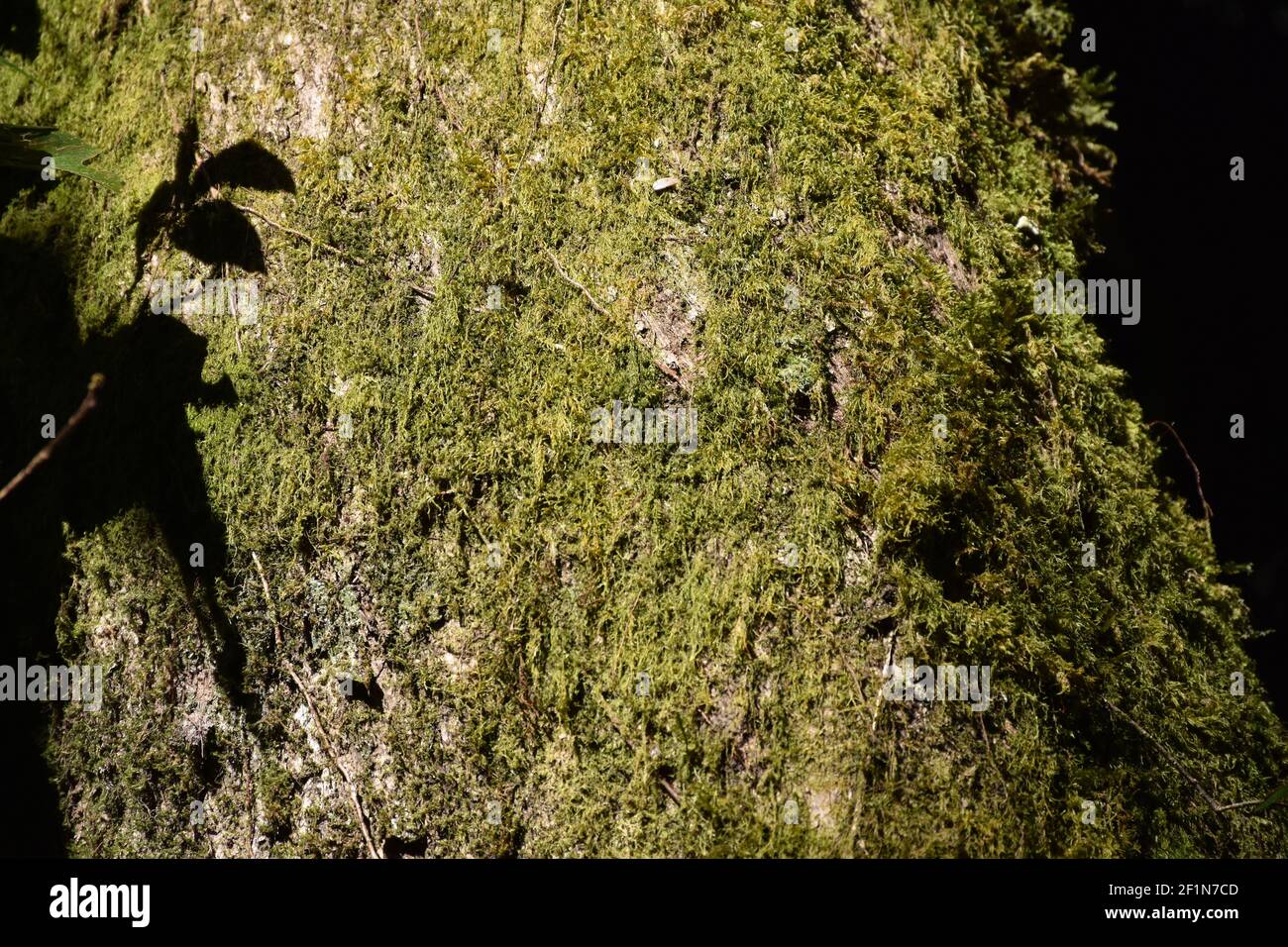 Soft wood tree hi-res stock photography and images - Alamy