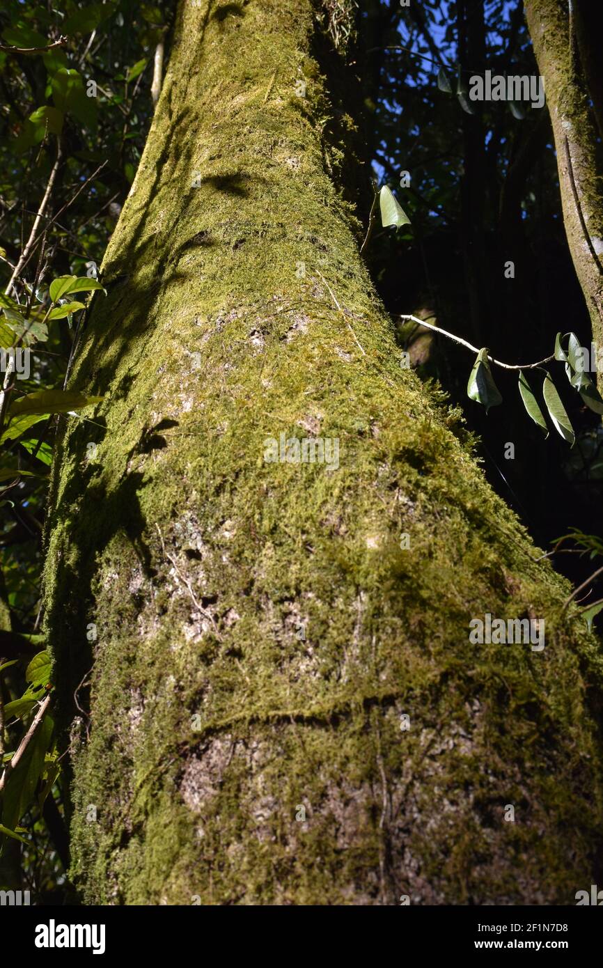 Rainforest timber tree hi-res stock photography and images - Alamy