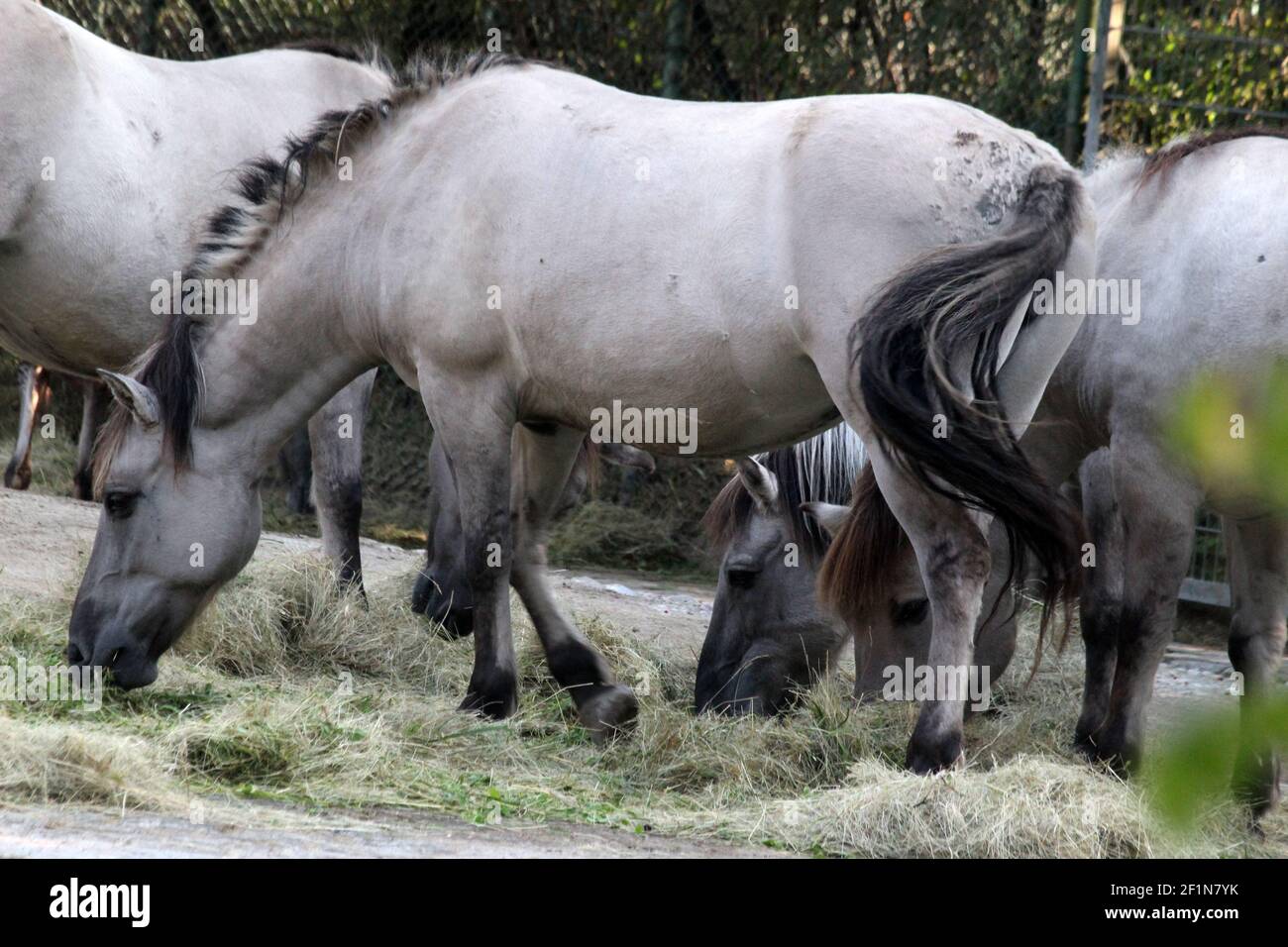 Equus tarpan hi-res stock photography and images - Alamy