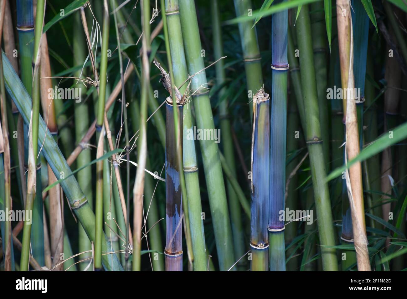 Thin forest hi-res stock photography and images - Alamy