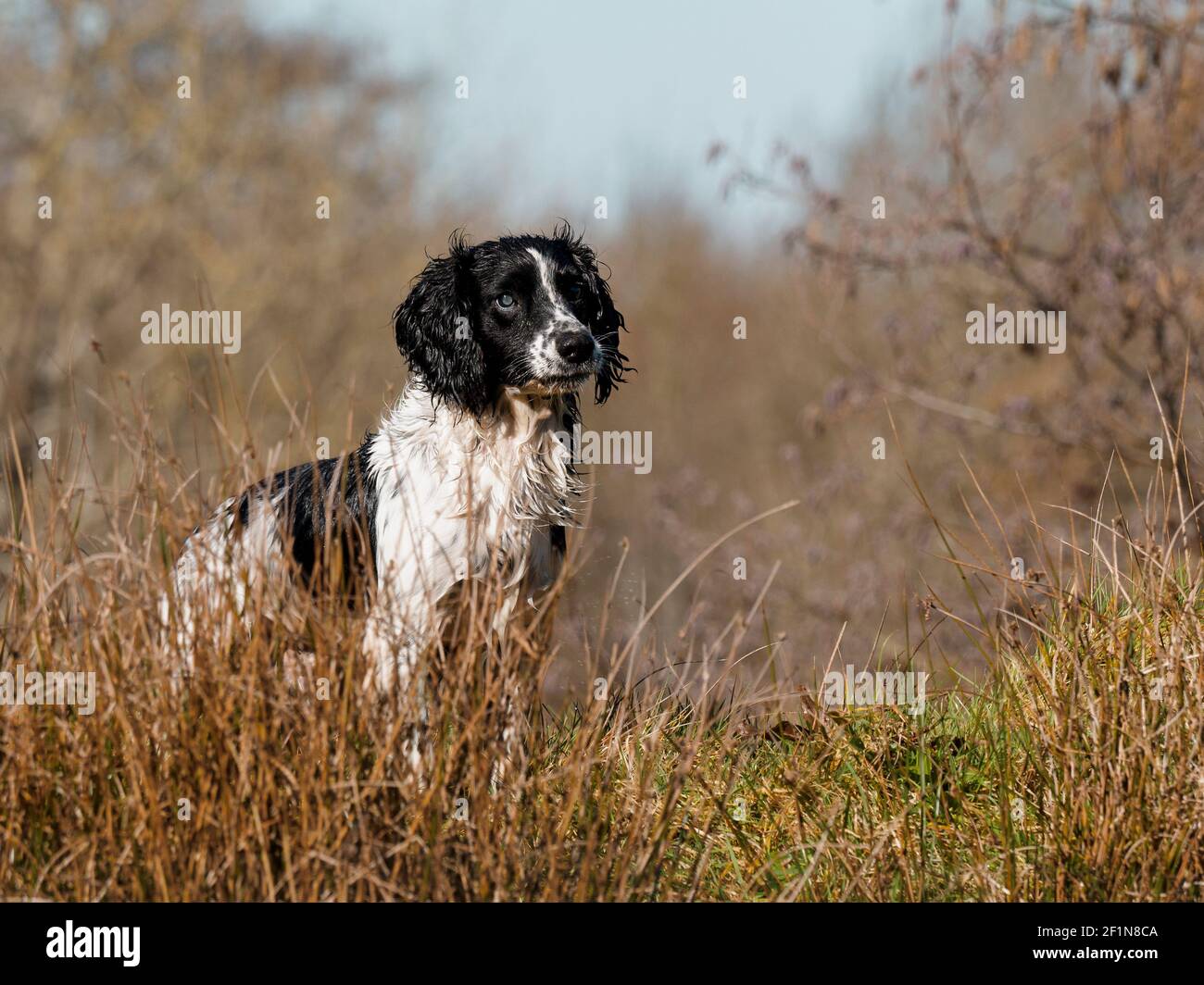 Working Cocker Spaniel Stock Photo - Alamy