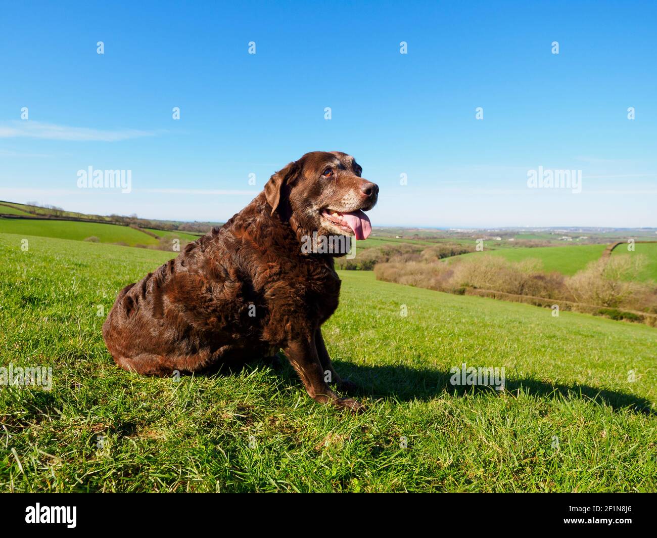 Old Chocolate Labrador enjoying the spring sunshine, Cornwall, UK Stock ...