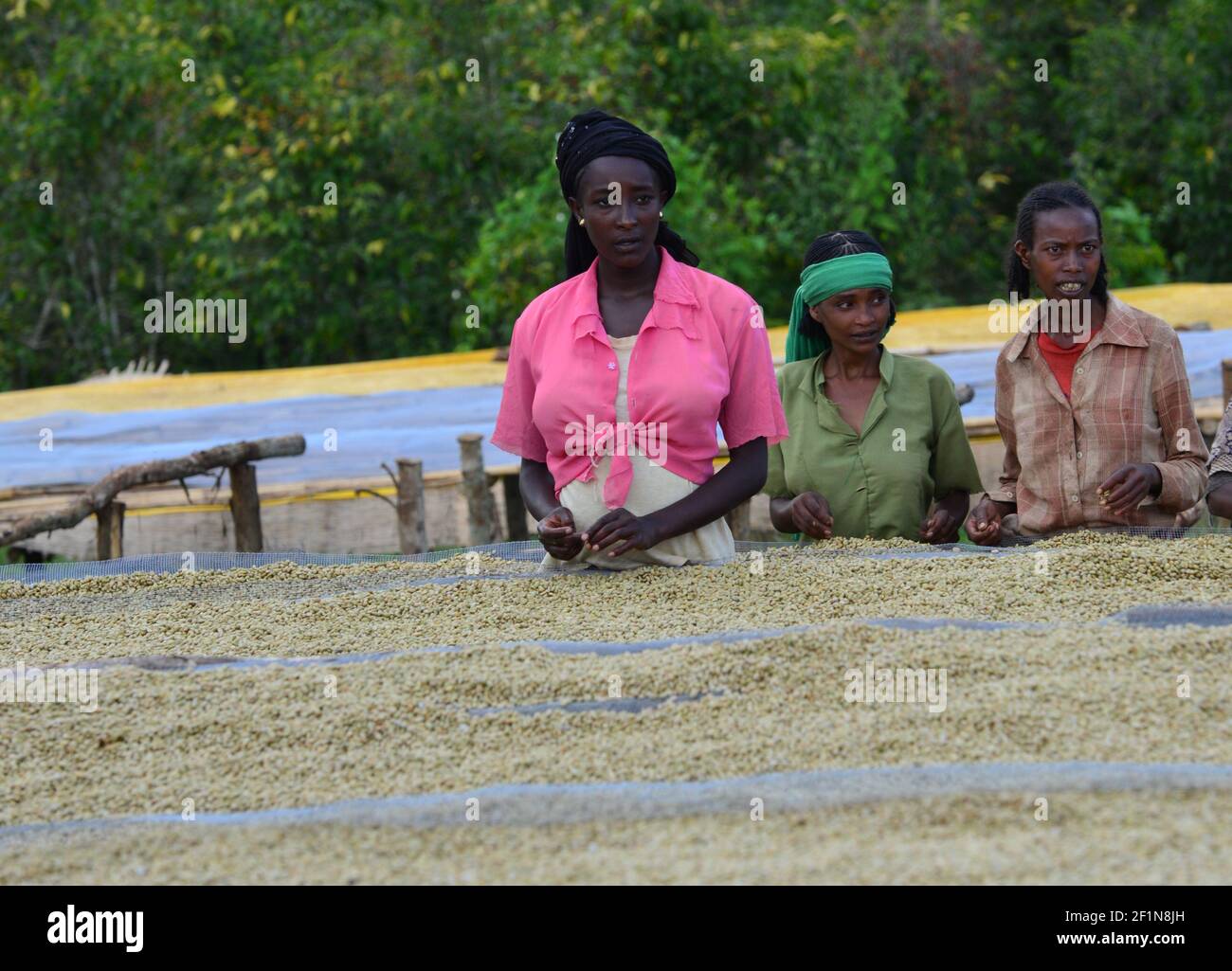 Ethiopian women, working at coffee drying tables, manually sorting ...