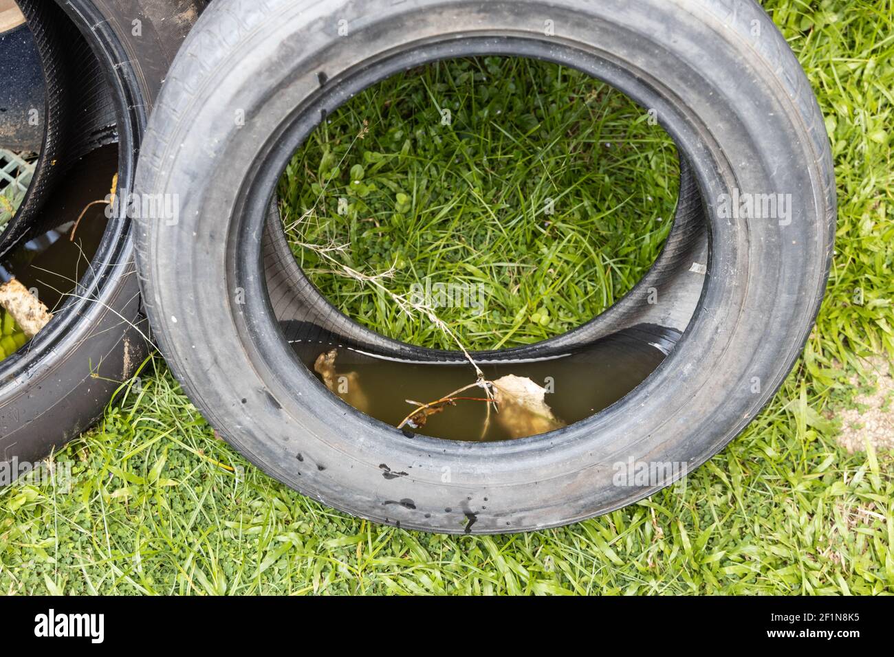 Stagnant Water Mosquito Breeding