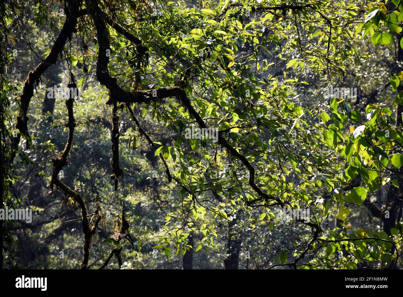 Tree Trunk with branches in deep Rain Forest of Himalaya Stock Photo ...
