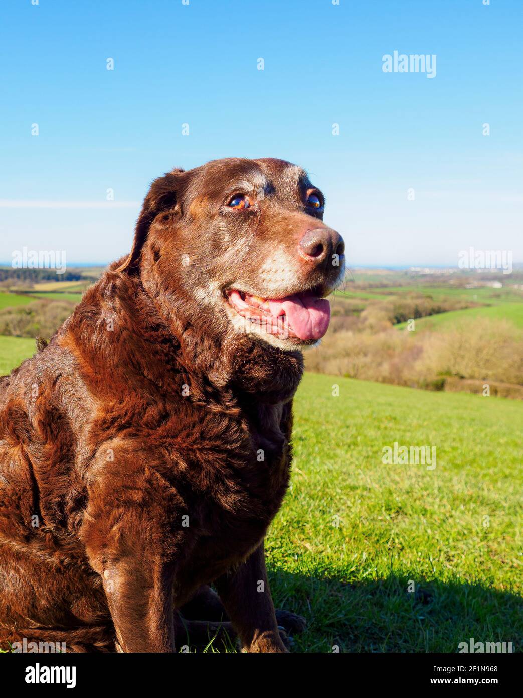 Old Chocolate Labrador sat in the spring sunshine, UK Stock Photo - Alamy