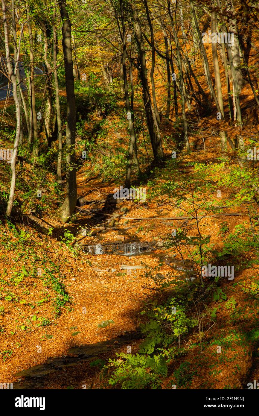 European beech tree woods in autumn Stock Photo - Alamy