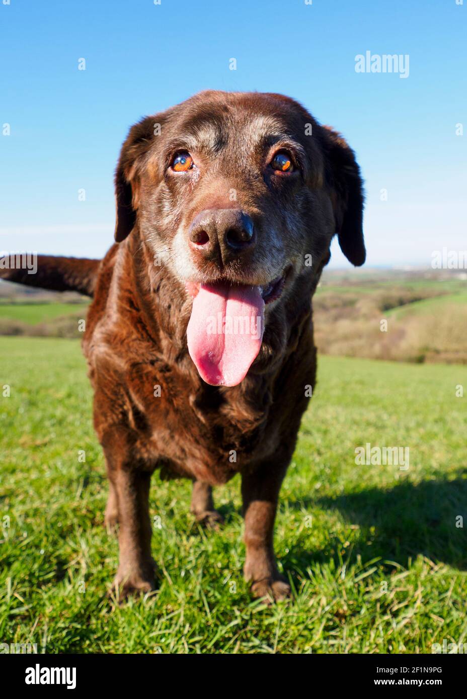 Fat labrador hi-res stock photography and images - Alamy