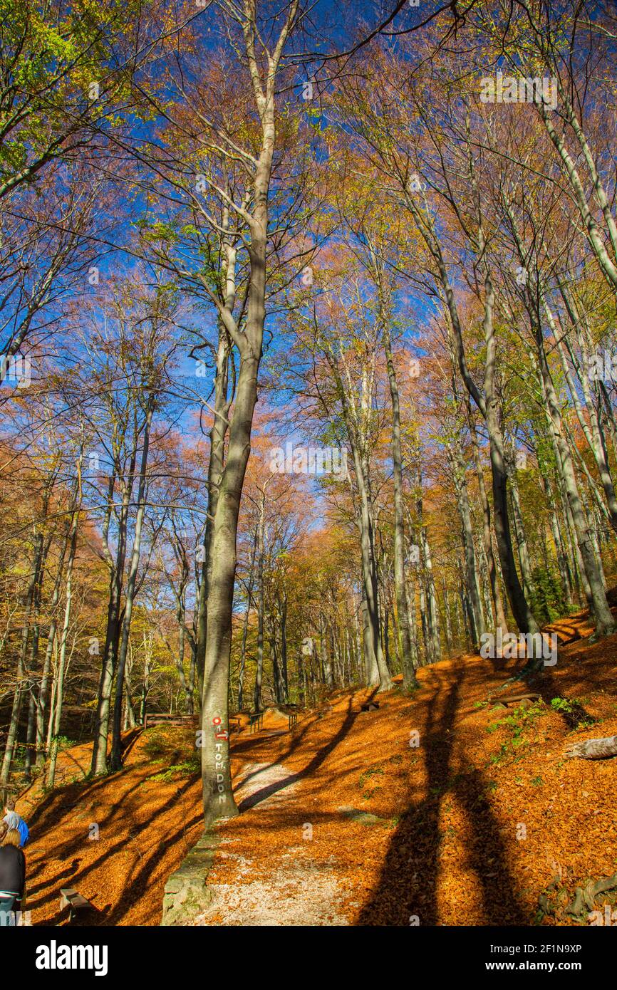 European beech tree woods in autumn Stock Photo - Alamy