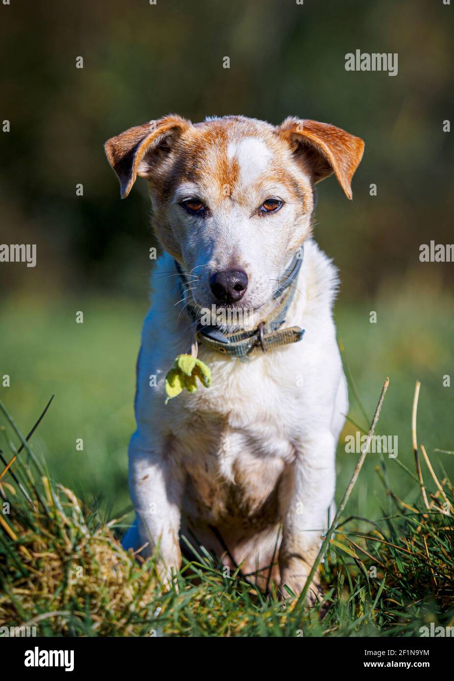 Old jack russell hi-res stock photography and images - Alamy
