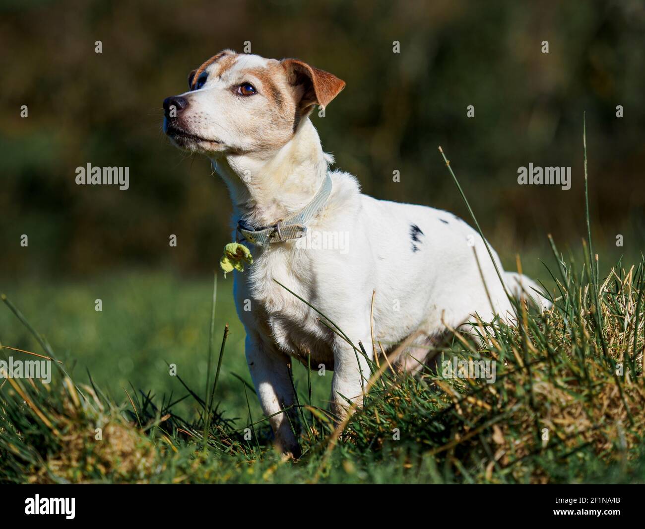 Jack Russell outside, UK Stock Photo - Alamy