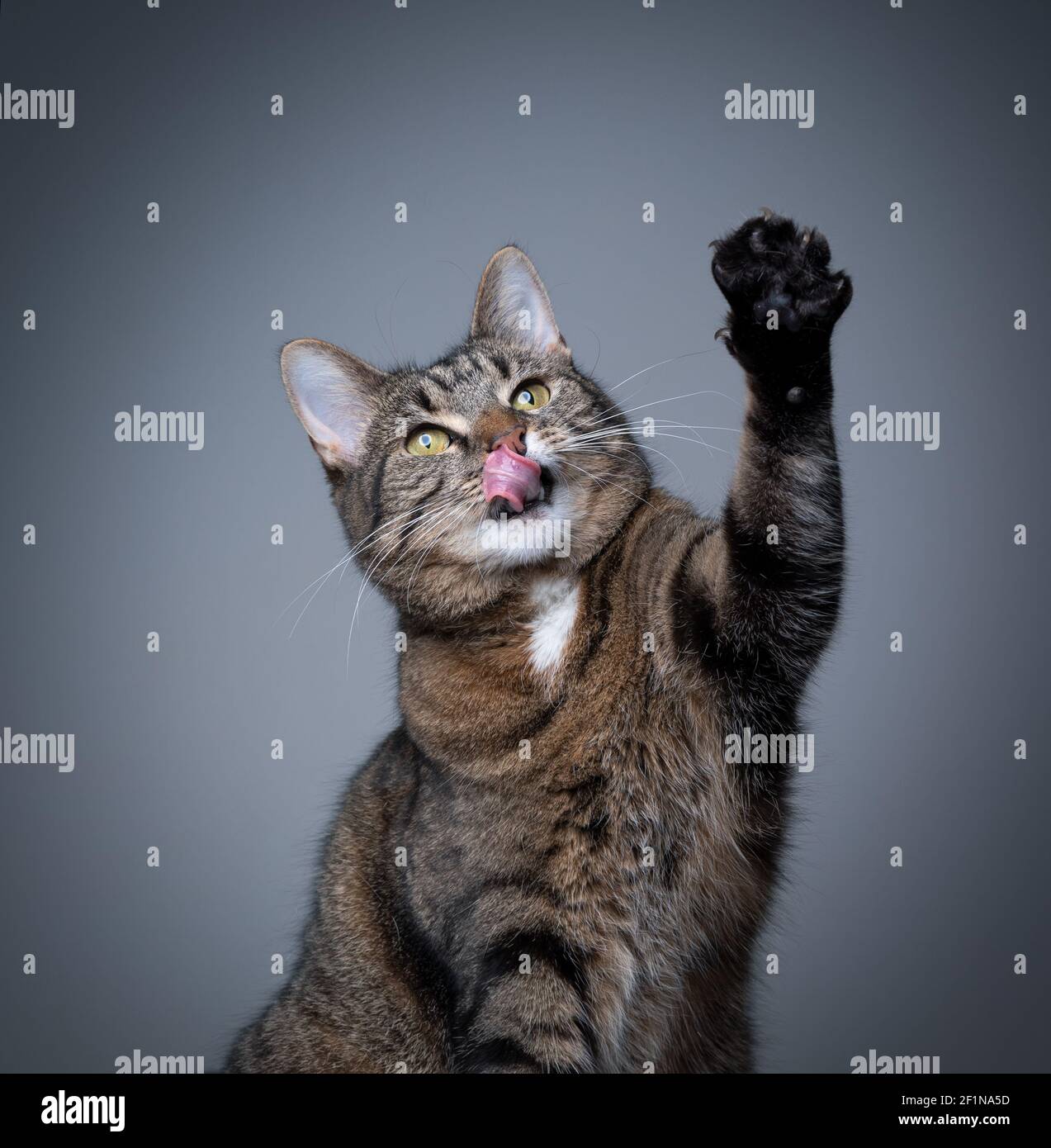 Cat begging food hi-res stock photography and images - Alamy