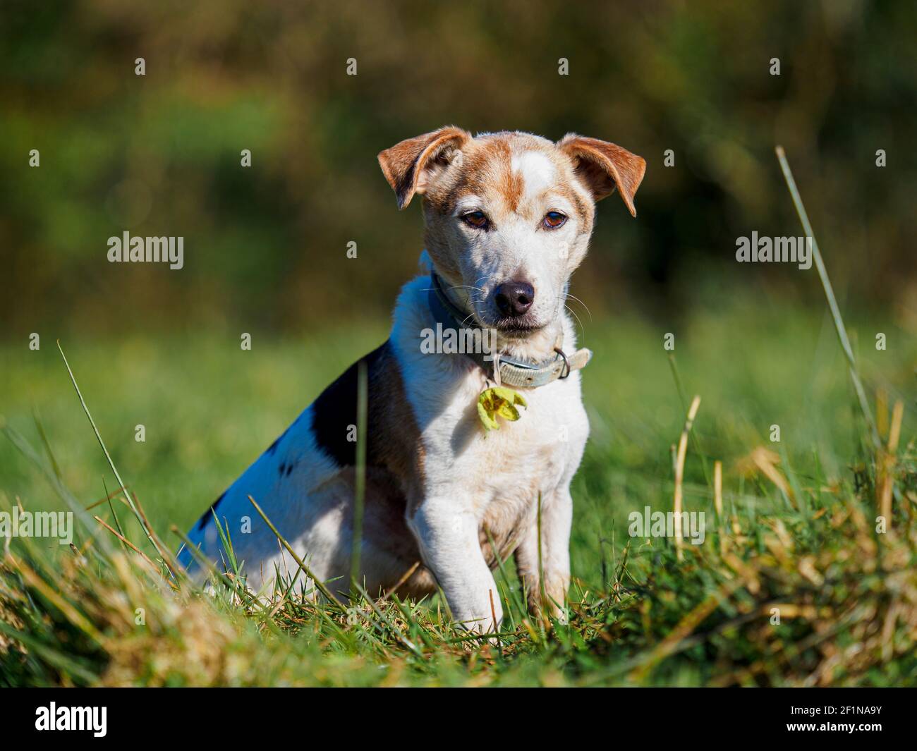 Jack Russell Portrait Stock Photo - Alamy