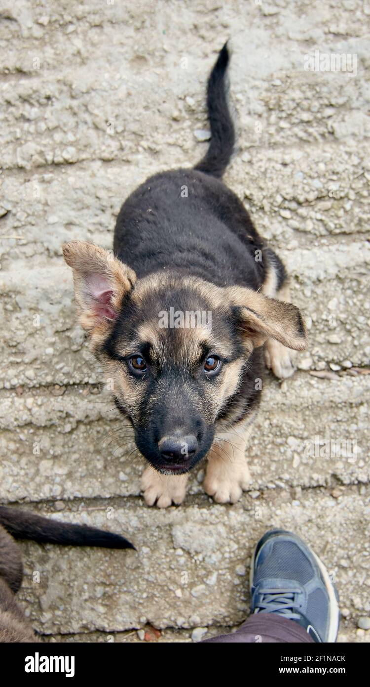 A high angle shot of a cute domestic dog sitting outdoor Stock Photo ...