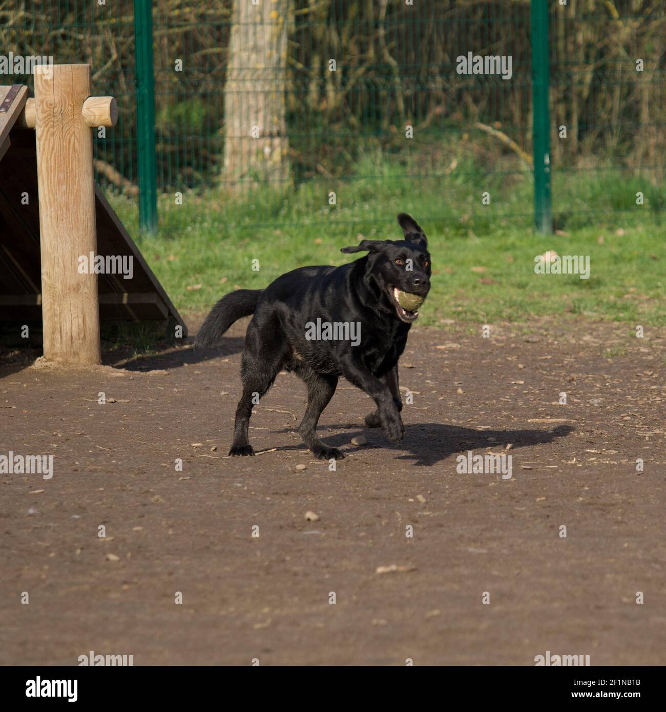 Black Labrador dog running at high speed with a bullet in the mouth in ...